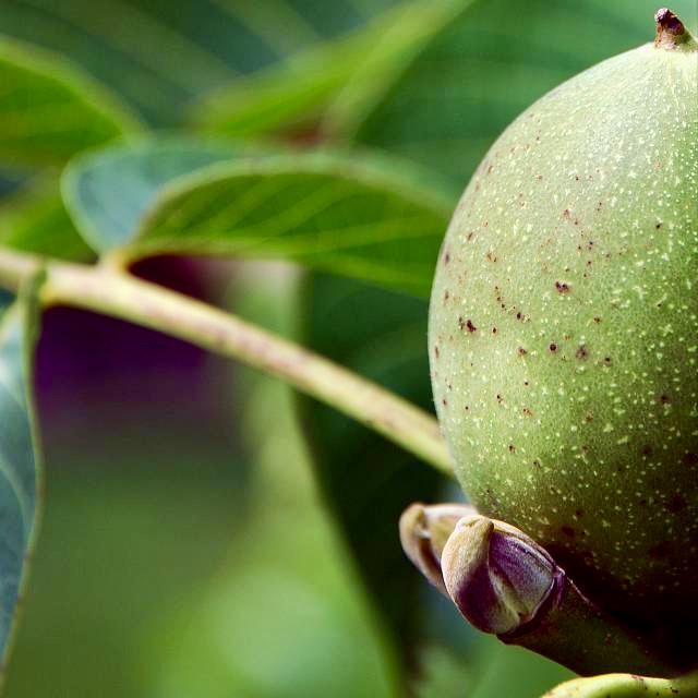 Buy Pre-order 2025 - Fresh green walnuts mix from all trees at Rune ...